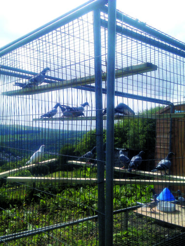 How to Train Homing Pigeons - Grit